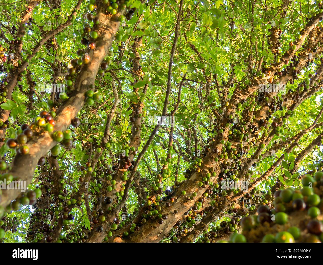 Jaboticaba hi-res stock photography and images - Alamy
