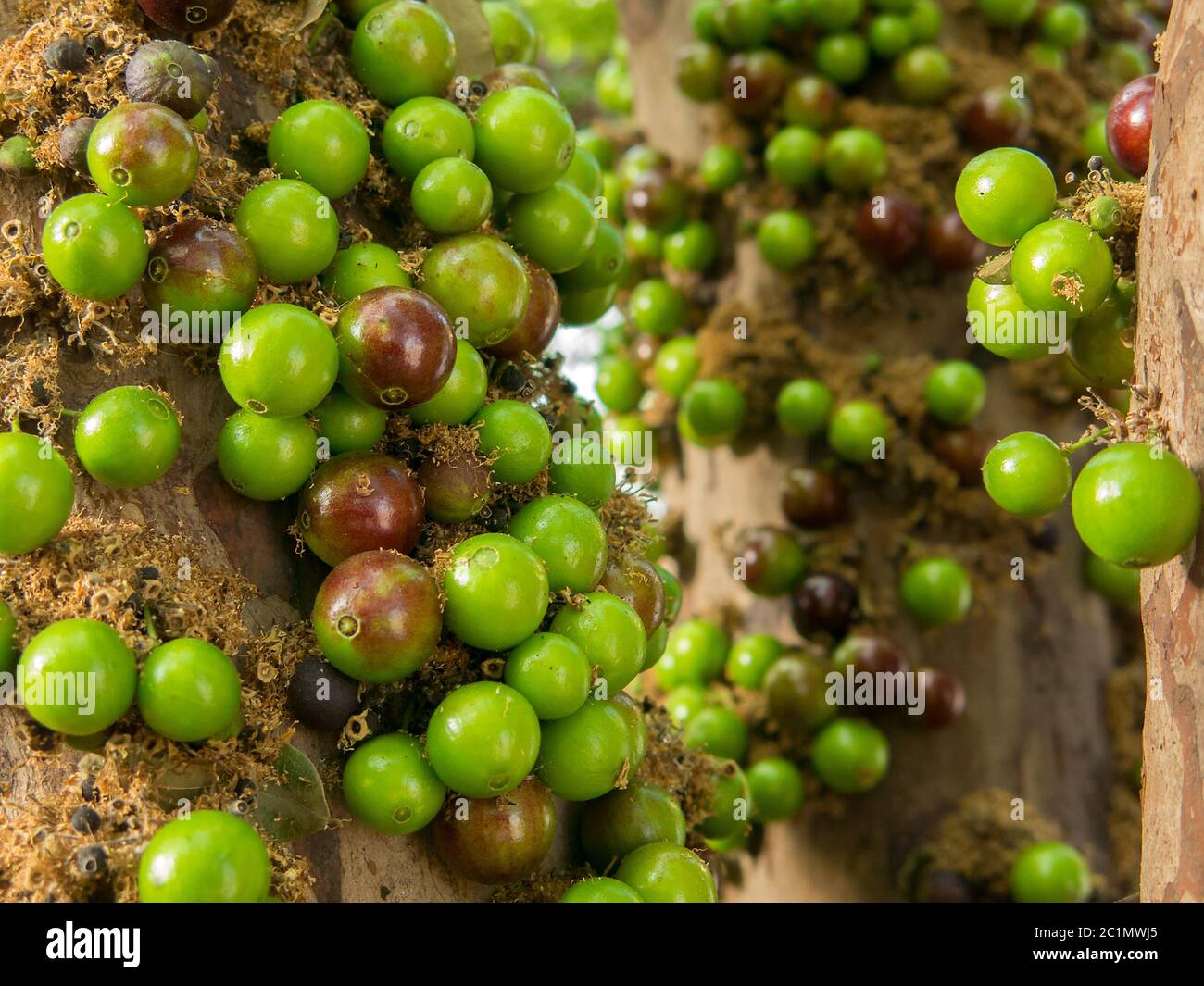 Jaboticaba fruits hi-res stock photography and images - Alamy