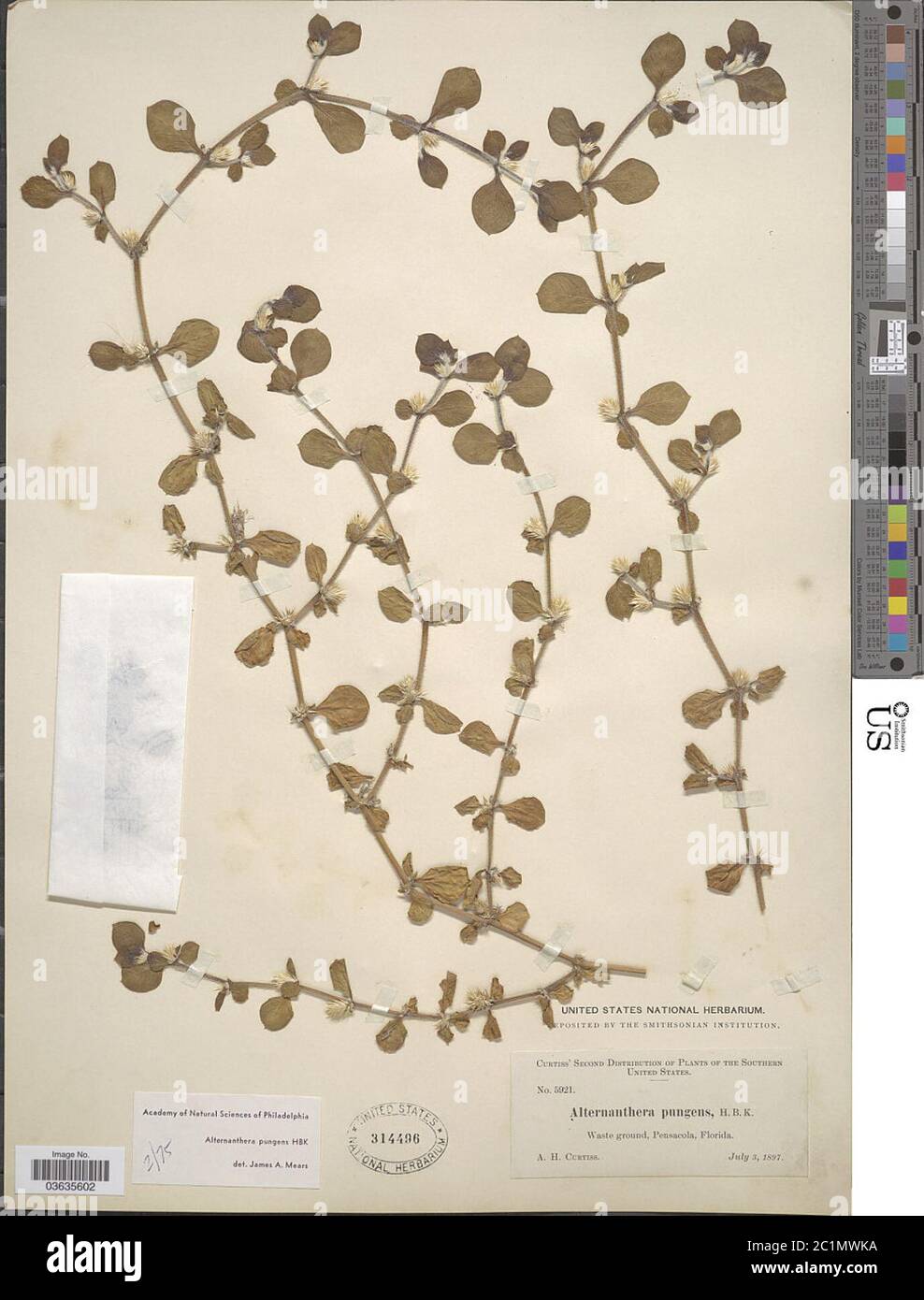 Alternanthera repens L Kuntze Alternanthera repens L Kuntze Stock Photo ...