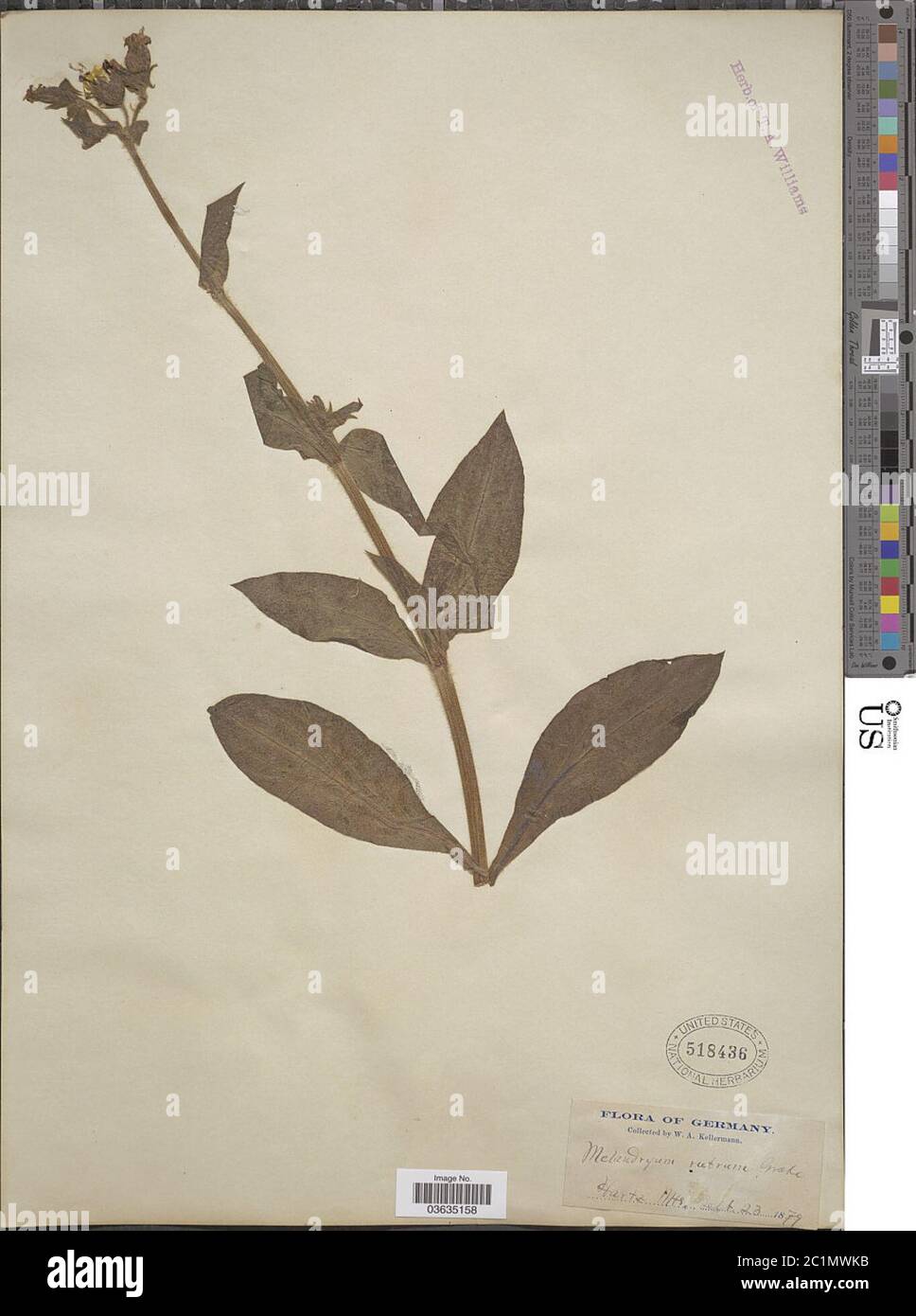 Melandrium rubrum hi-res stock photography and images - Alamy