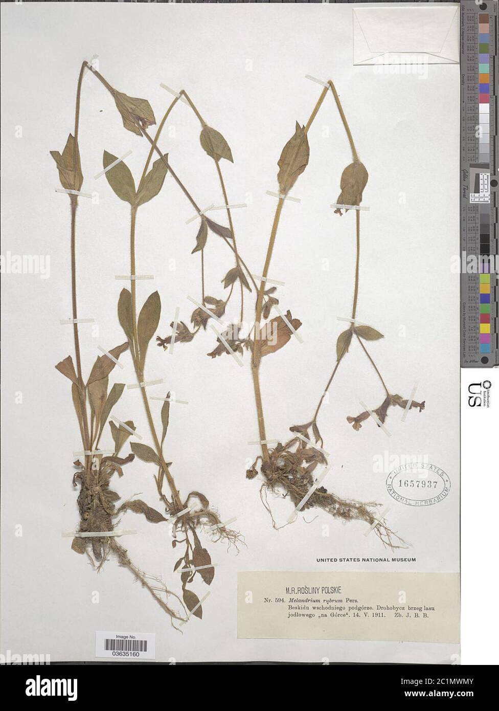 Melandrium rubrum hi-res stock photography and images - Alamy