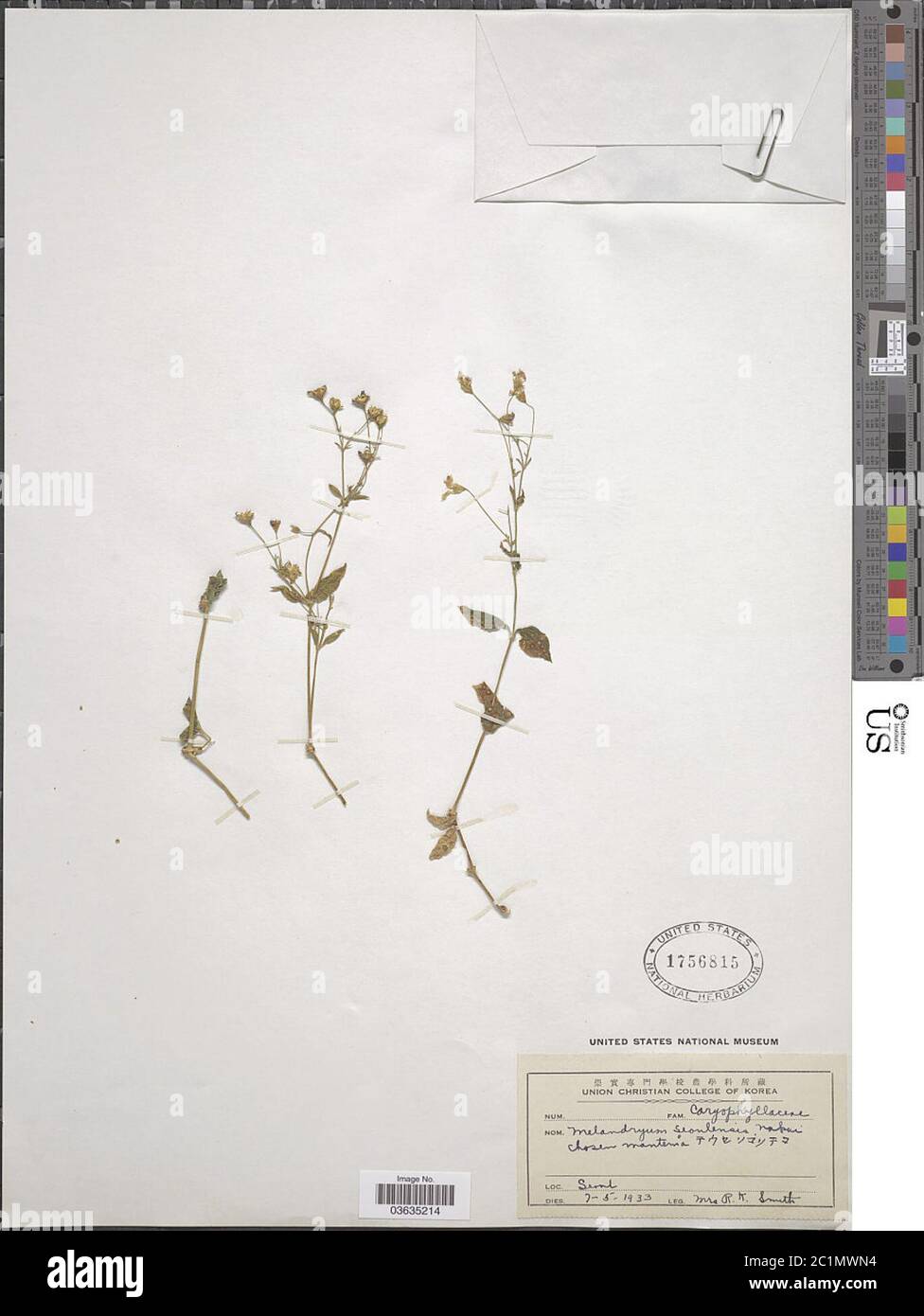 Melandrium seoulense Nakai Nakai Melandrium seoulense Nakai Nakai Stock ...