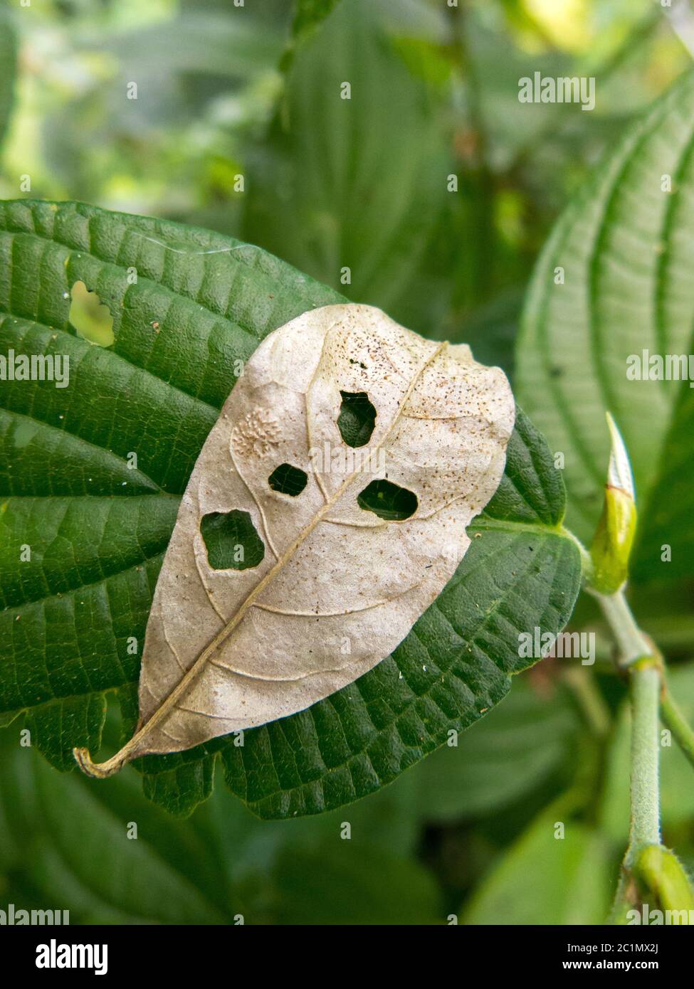 Vegetal leaf looking like a angry face - pareidolia Stock Photo - Alamy