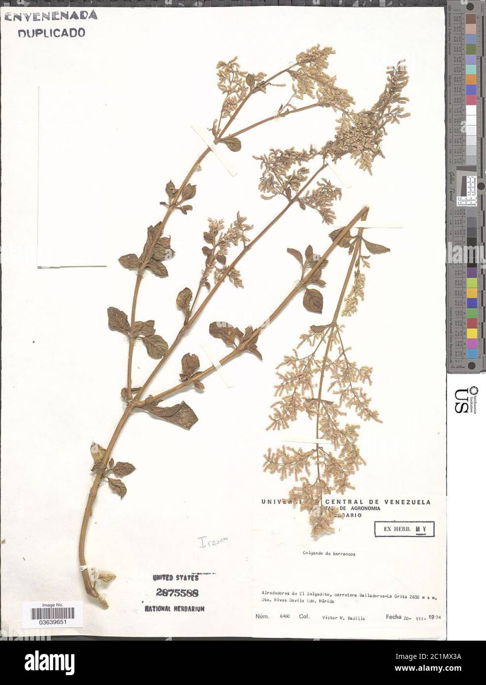 Iresine iresine sp hi-res stock photography and images - Alamy