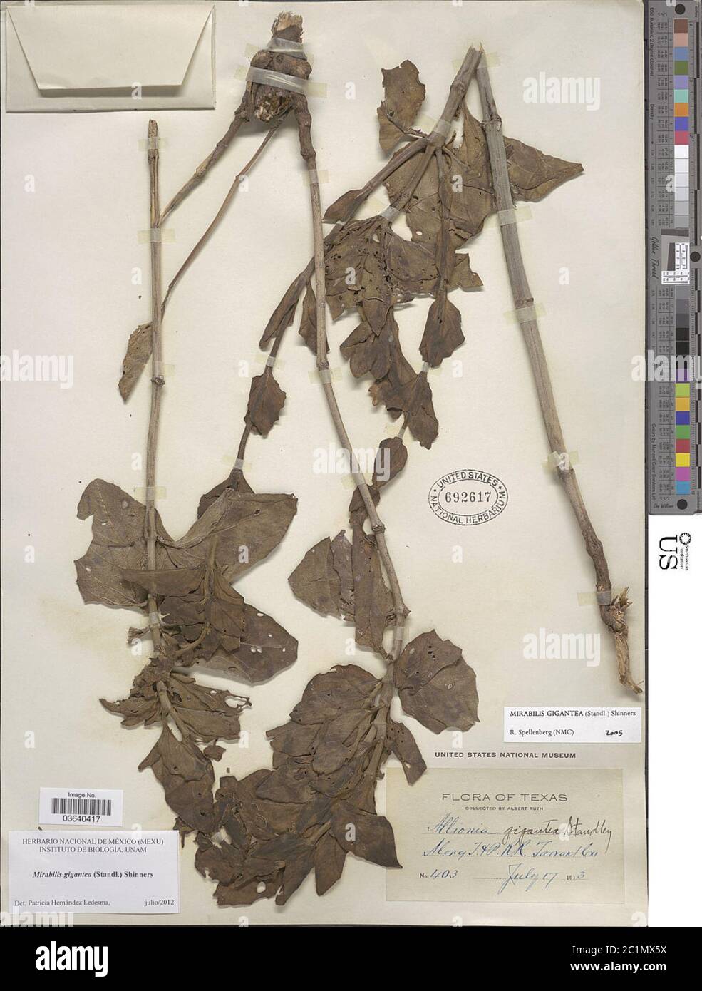 Shinners hi-res stock photography and images - Alamy