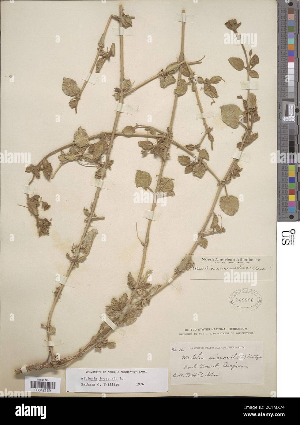 Allionia hi-res stock photography and images - Alamy