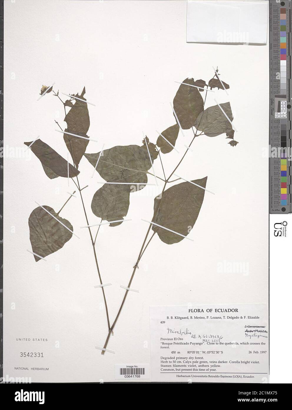 Mirabilis sp hi-res stock photography and images - Alamy