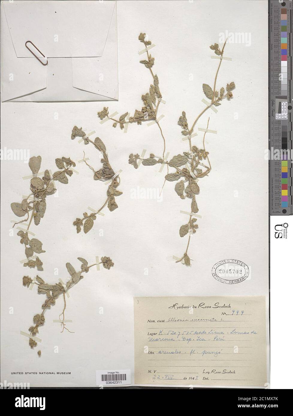 Allionia hi-res stock photography and images - Alamy