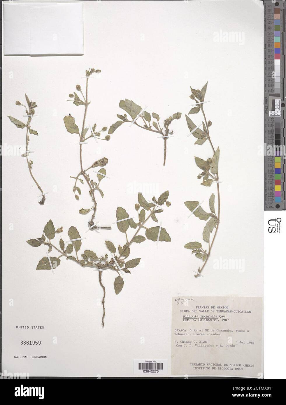 Allionia hi-res stock photography and images - Alamy