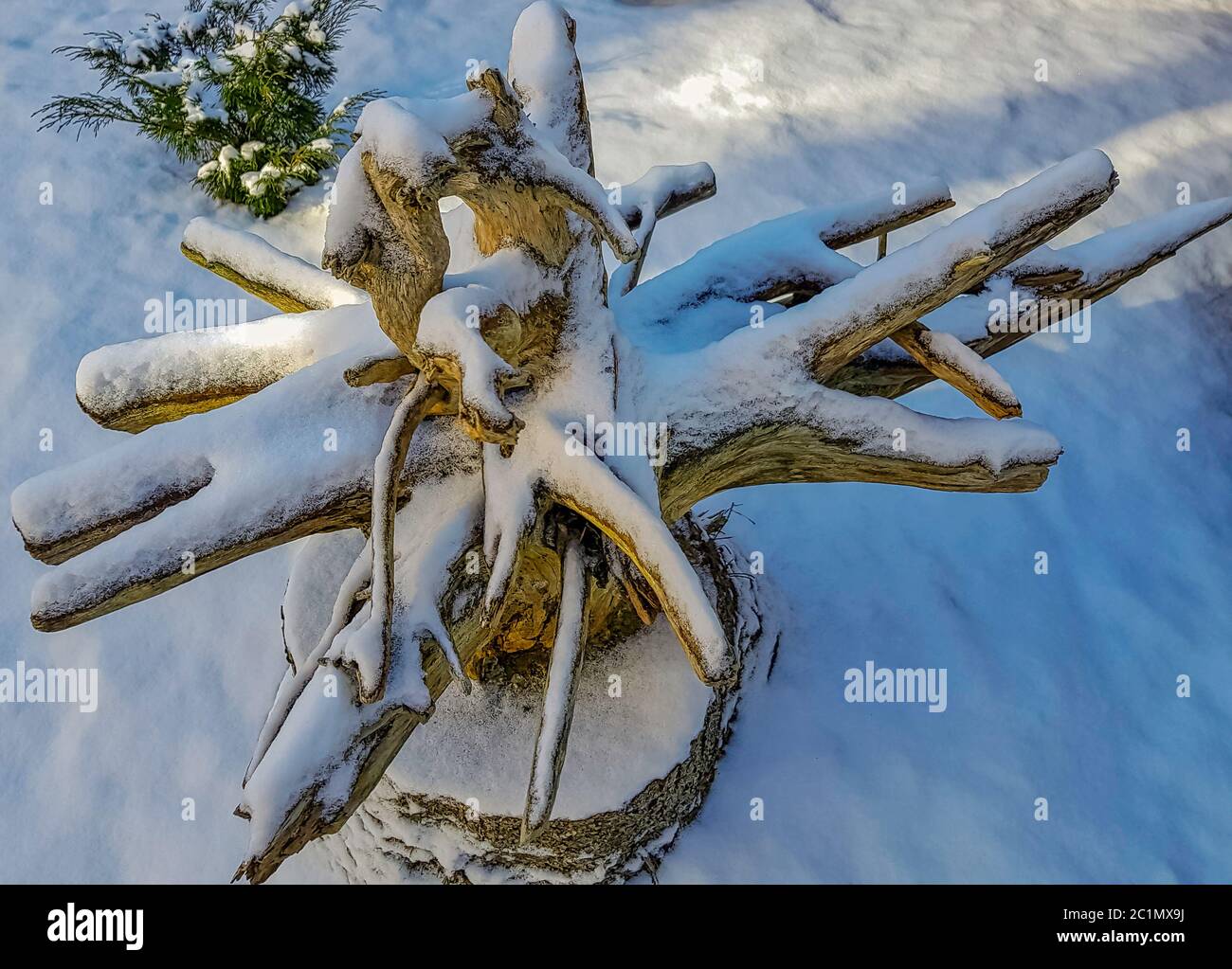 Dried tree roots hi-res stock photography and images - Alamy