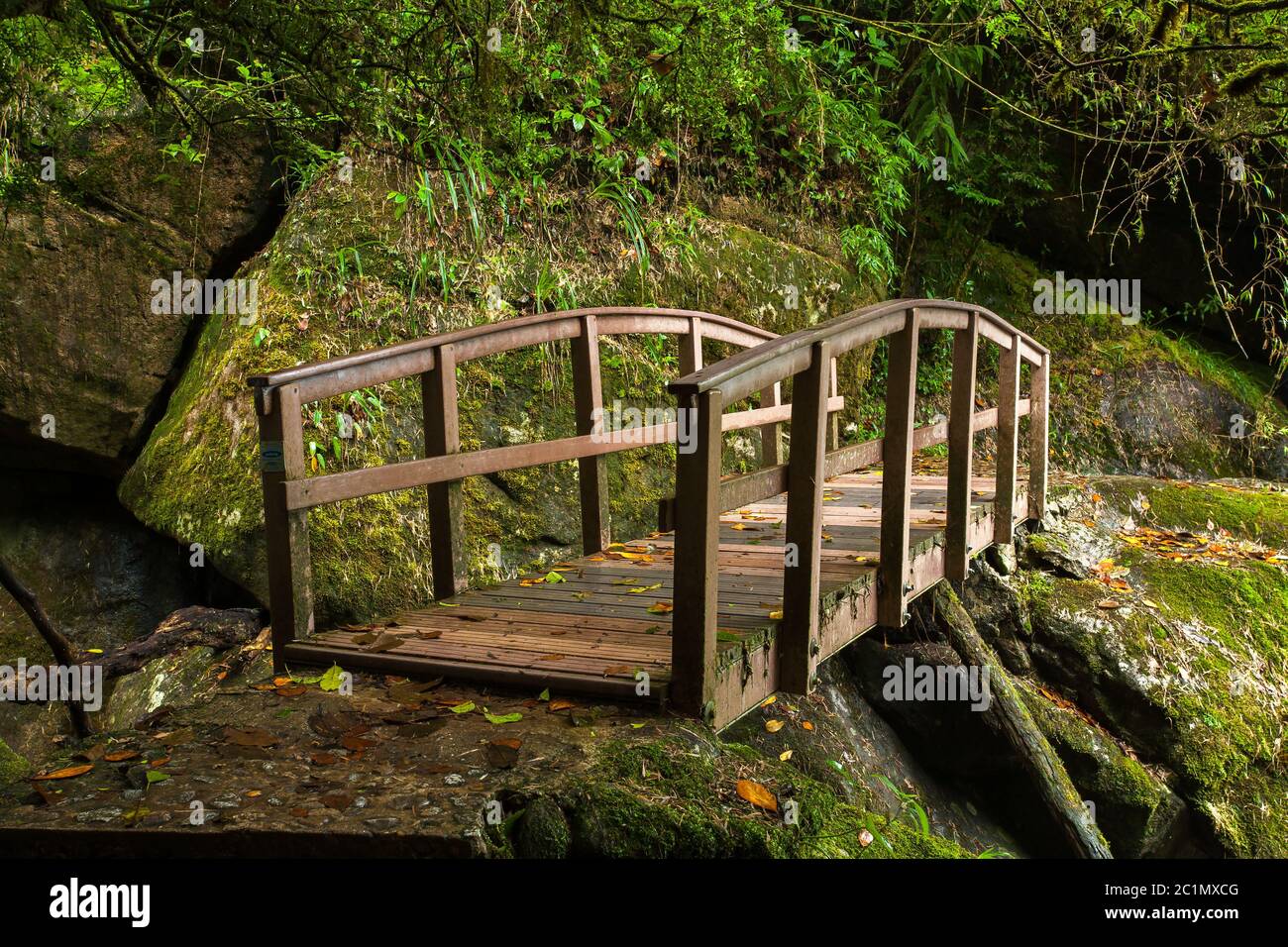 Small wood bridge in rain forest Stock Photo - Alamy