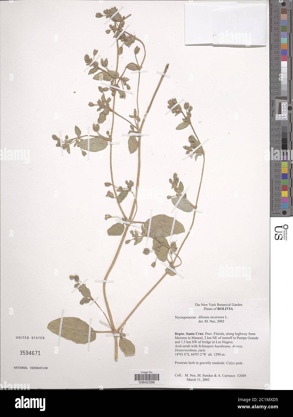 Allionia hi-res stock photography and images - Alamy