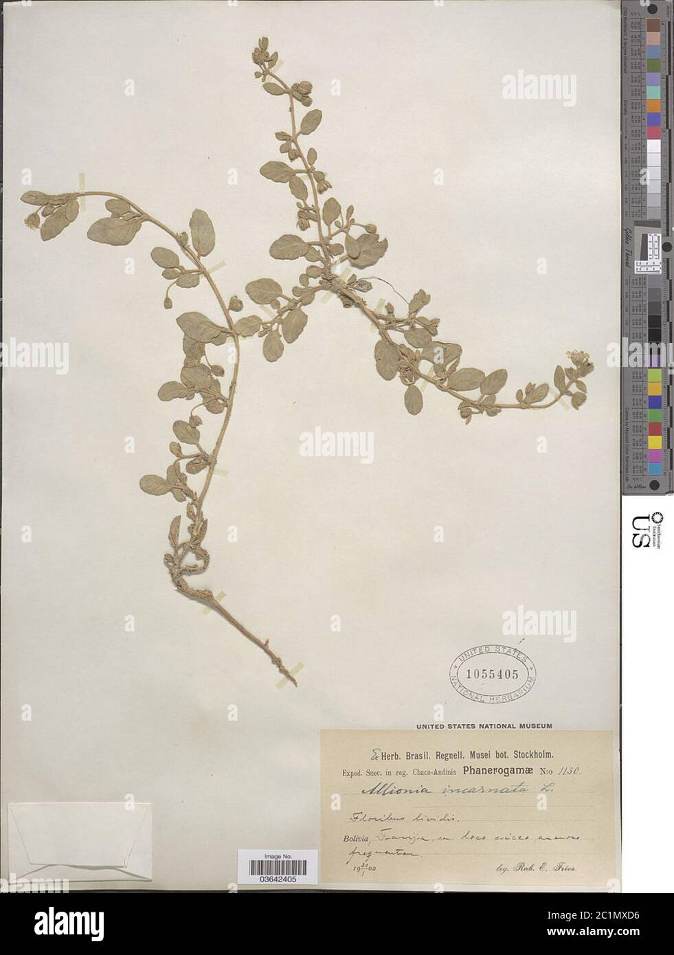 Allionia hi-res stock photography and images - Alamy