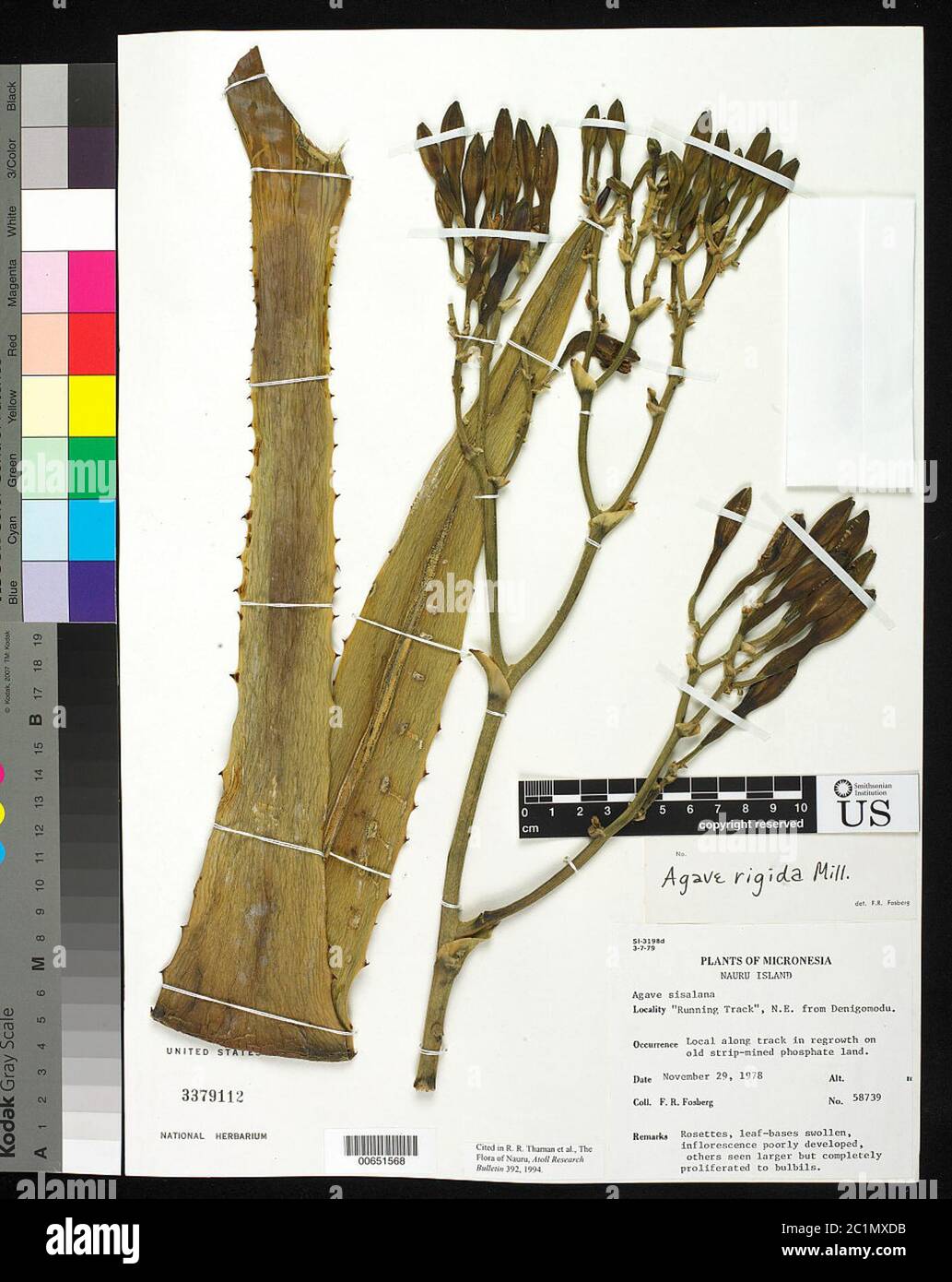 Agave rigida Mill Agave rigida Mill Stock Photo - Alamy