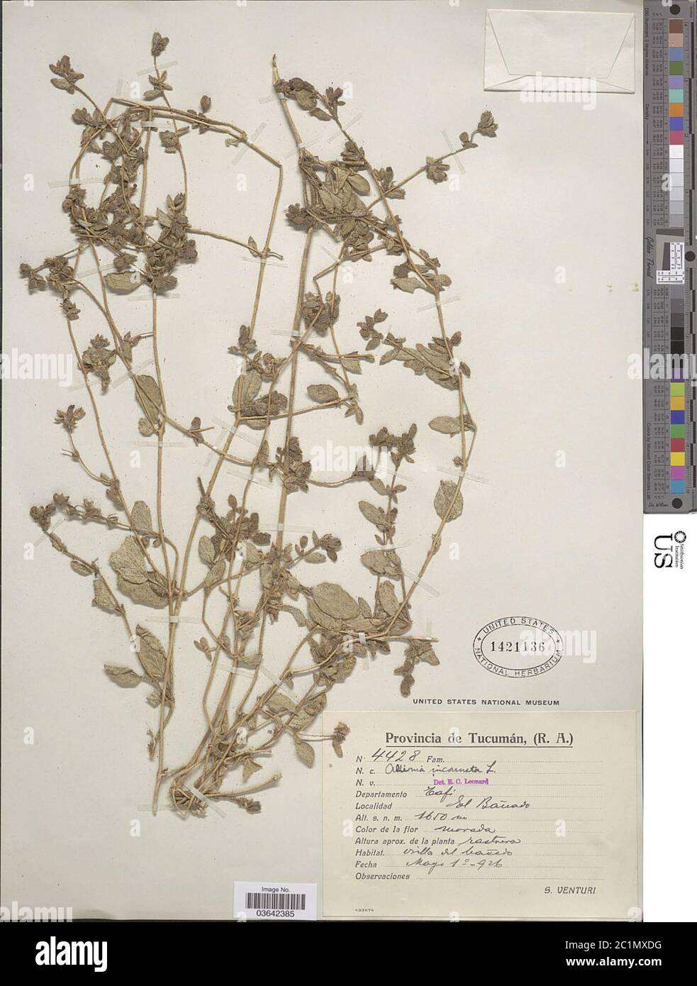 Allionia hi-res stock photography and images - Alamy