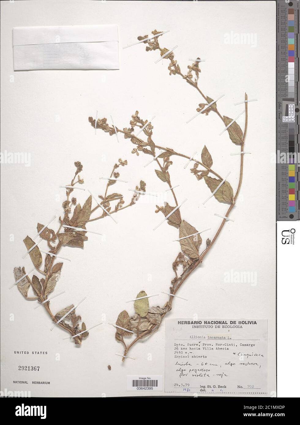 Allionia hi-res stock photography and images - Alamy