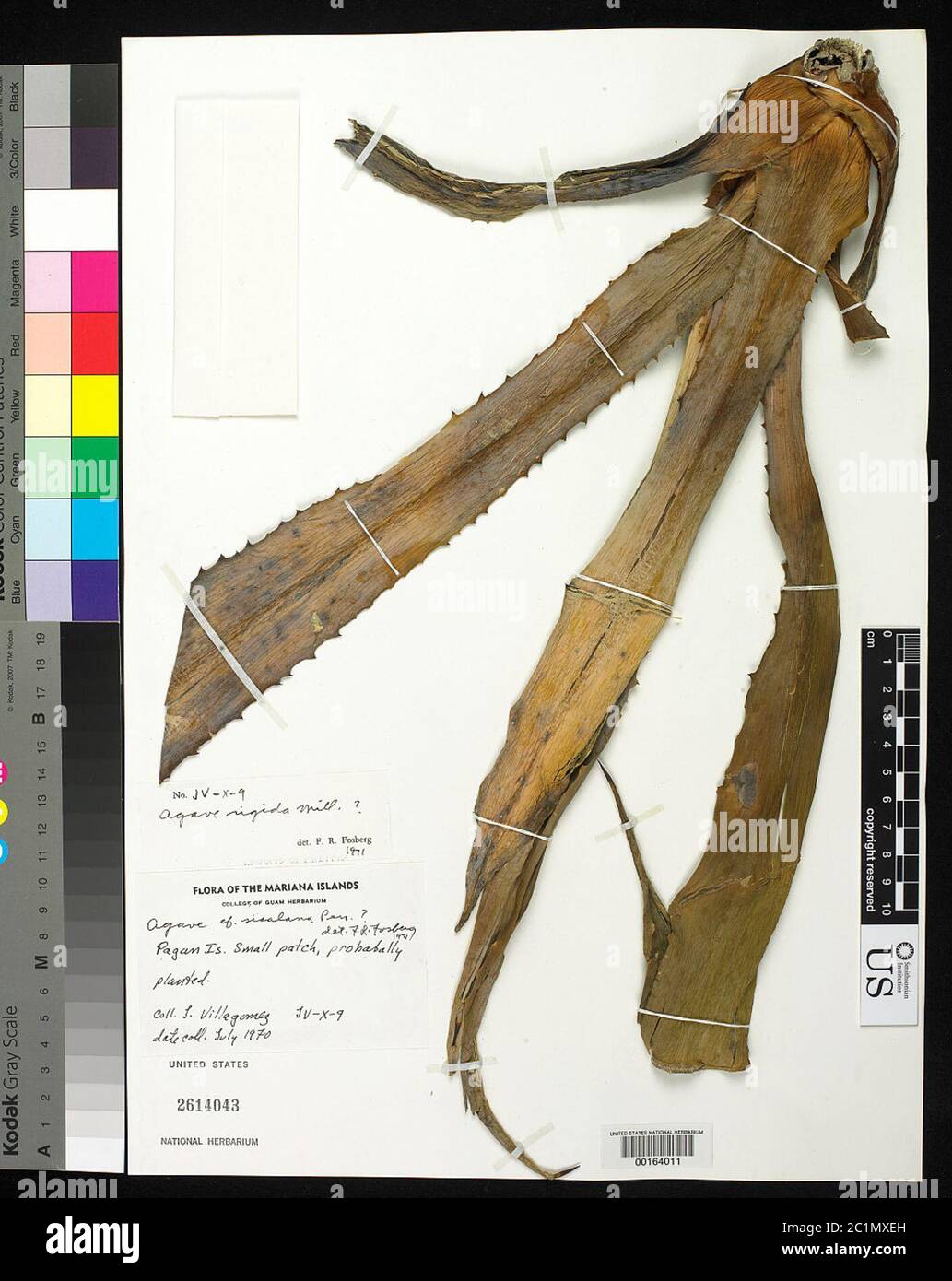 Agave rigida Mill Agave rigida Mill Stock Photo - Alamy