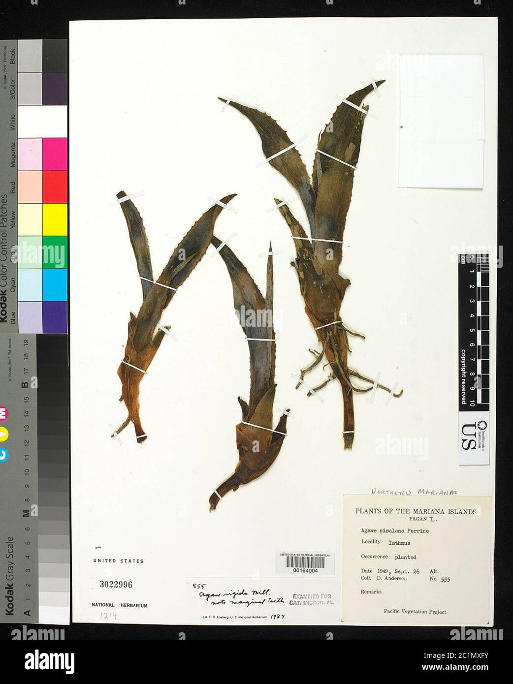 Agave rigida Mill Agave rigida Mill Stock Photo - Alamy