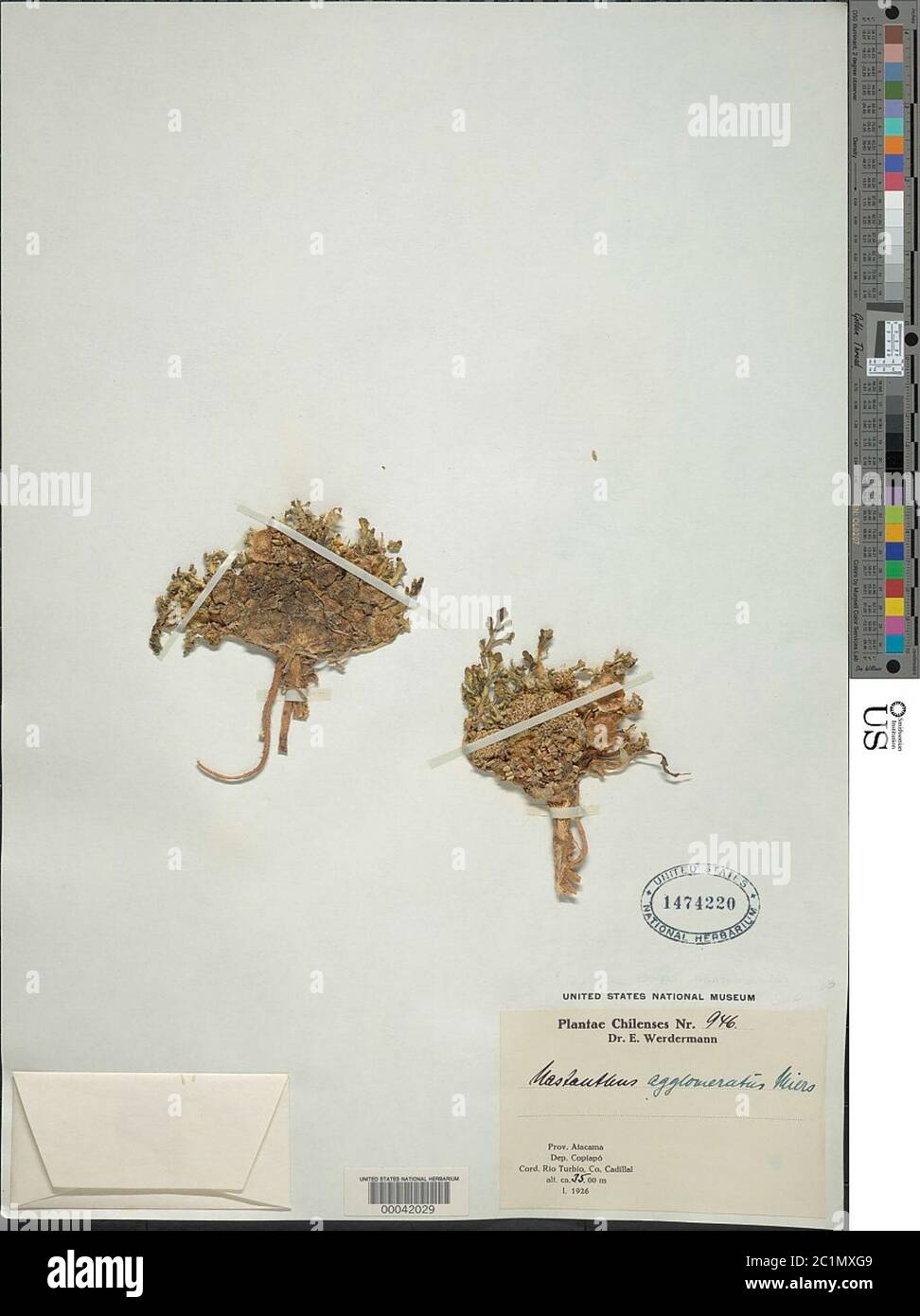 Boopis hi-res stock photography and images - Alamy