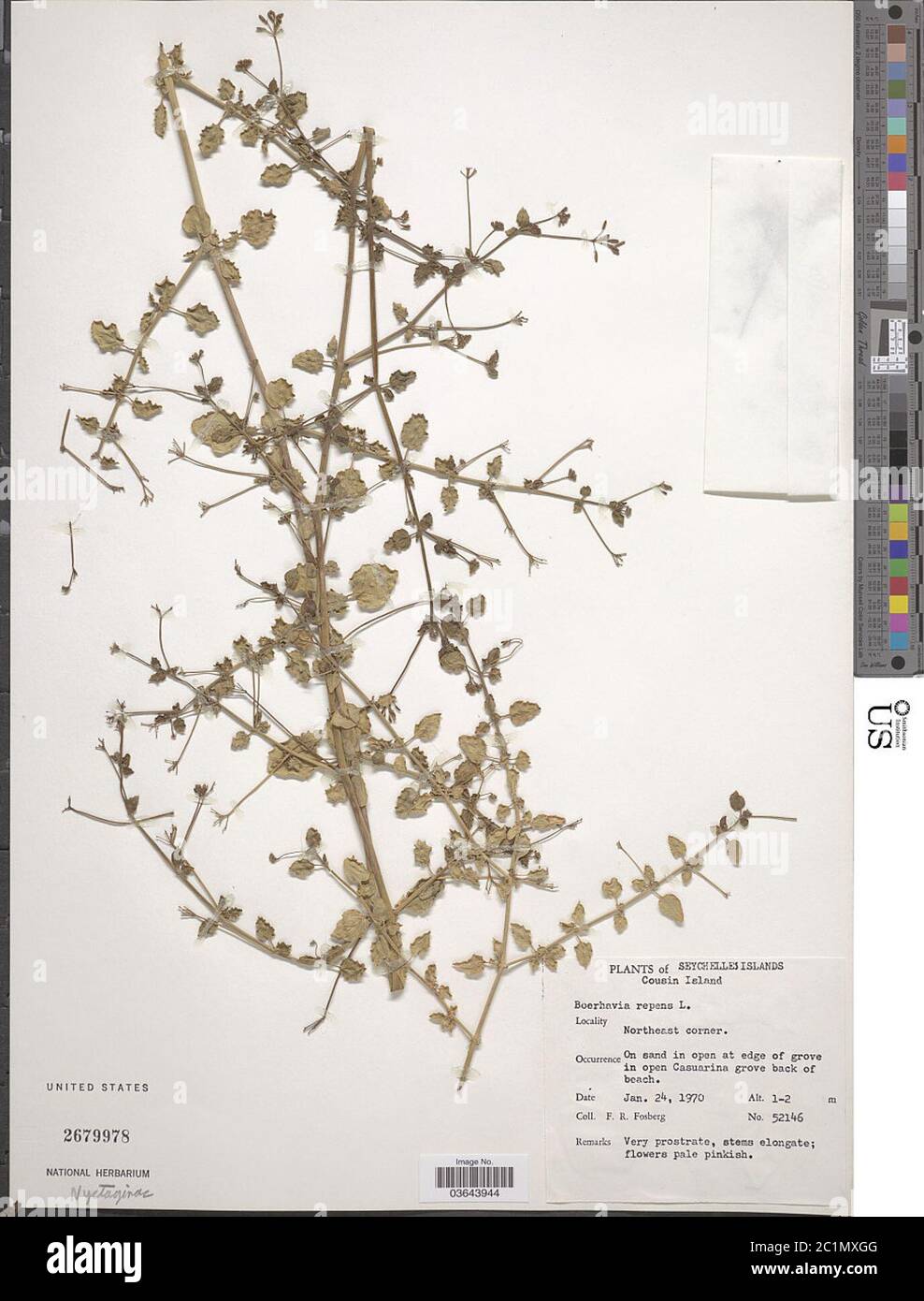 Boerhavia repens hi-res stock photography and images - Alamy