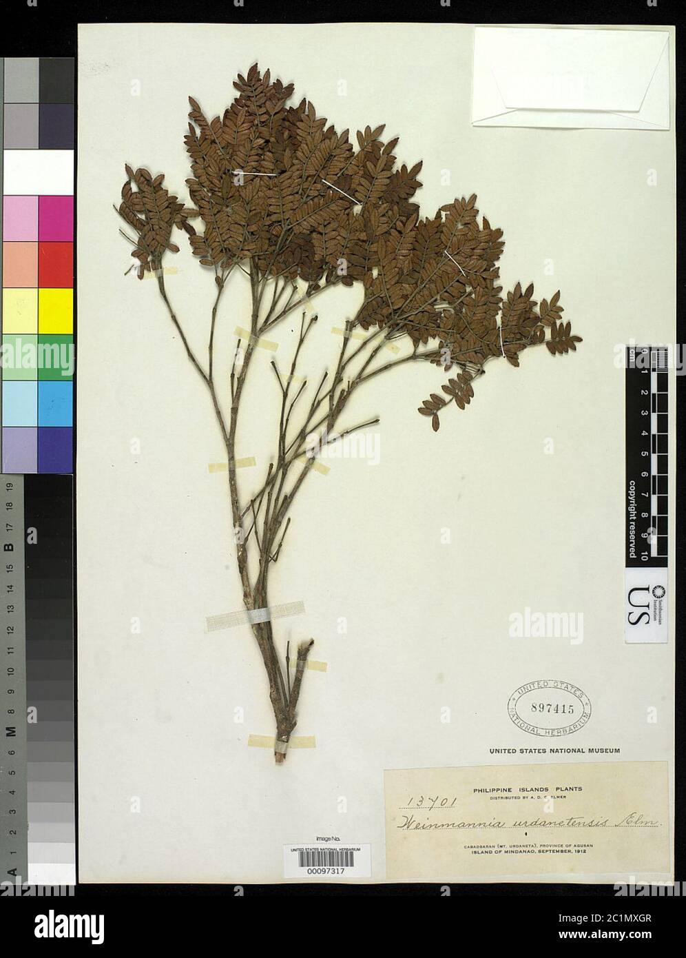 Weinmannia urdanetensis Elmer Weinmannia urdanetensis Elmer Stock Photo ...