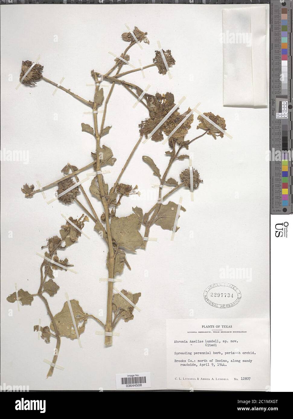 Abronia ameliae Lundell Abronia ameliae Lundell Stock Photo - Alamy