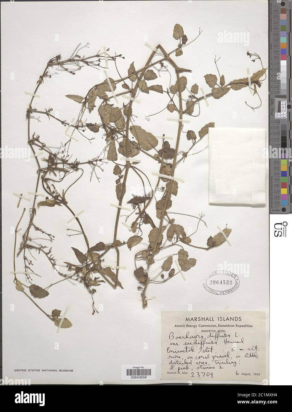 Boerhavia repens hi-res stock photography and images - Alamy