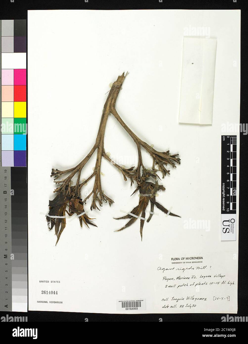 Agave rigida Mill Agave rigida Mill Stock Photo - Alamy