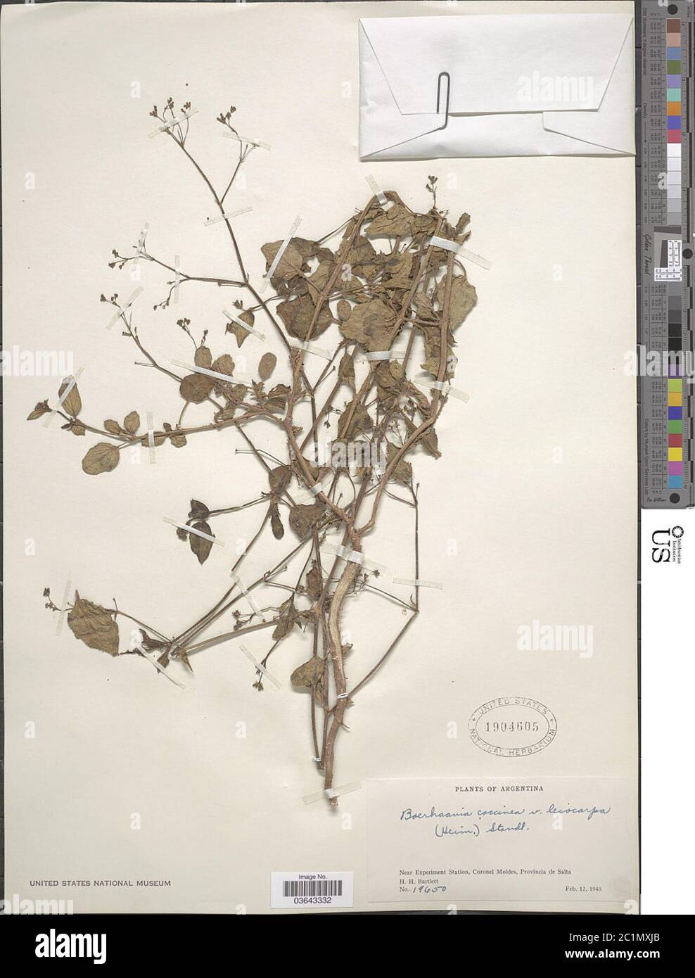 Boerhavia diffusa L Boerhavia diffusa L Stock Photo - Alamy