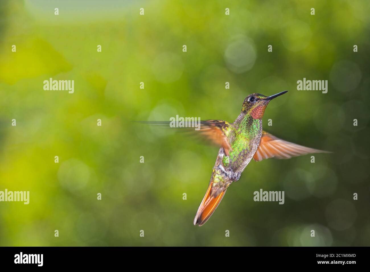 Colorful Hummingbird with green blur background Stock Photo - Alamy