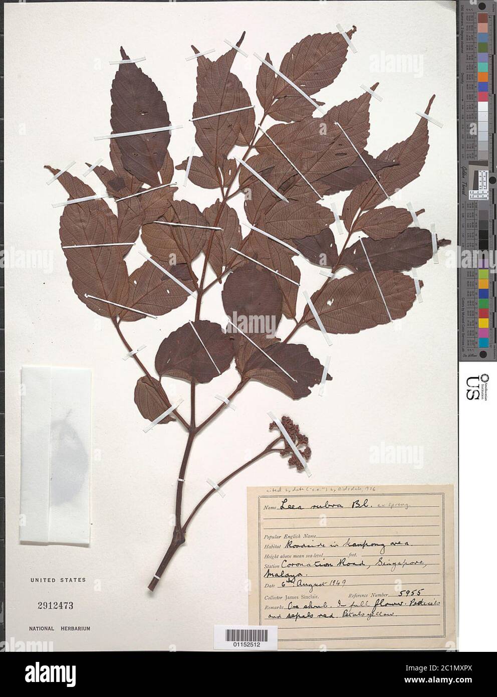 Leea rubra Blume Spreng Leea rubra Blume Spreng Stock Photo - Alamy