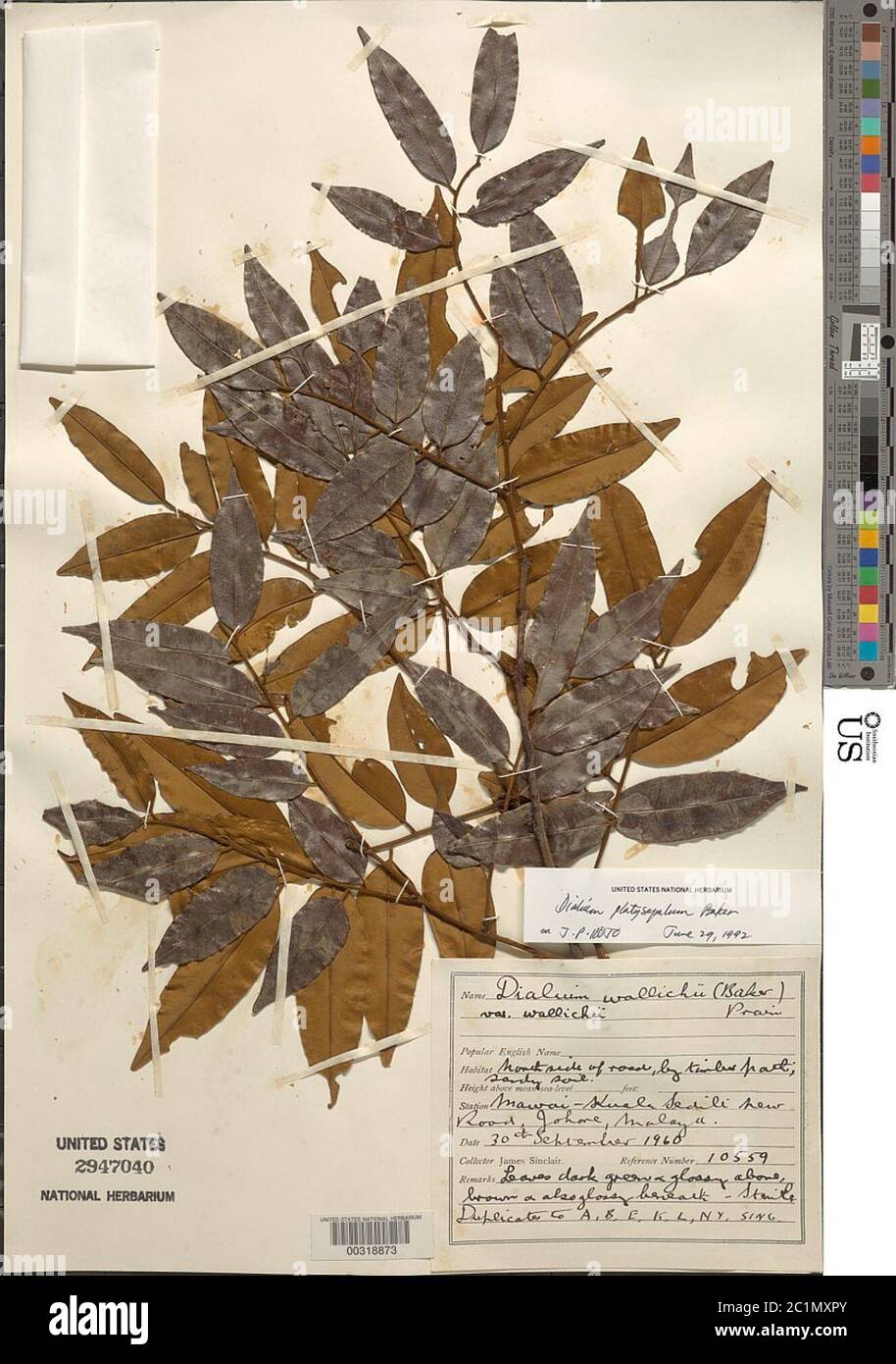 Dialium platysepalum Baker Dialium platysepalum Baker Stock Photo - Alamy