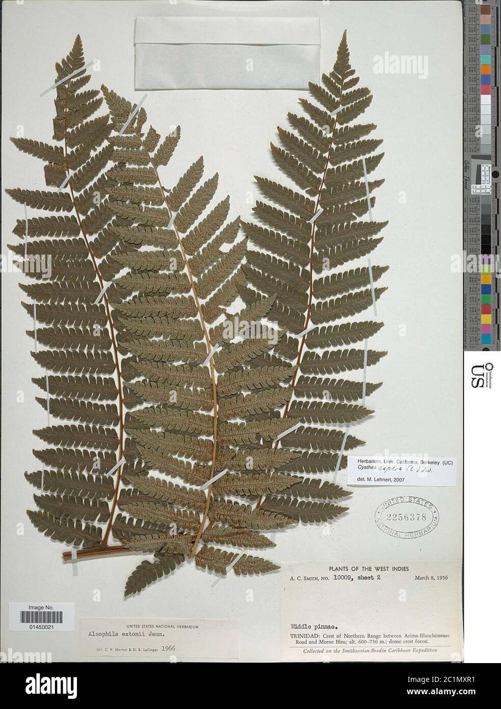 Cyathea genus hi-res stock photography and images - Alamy
