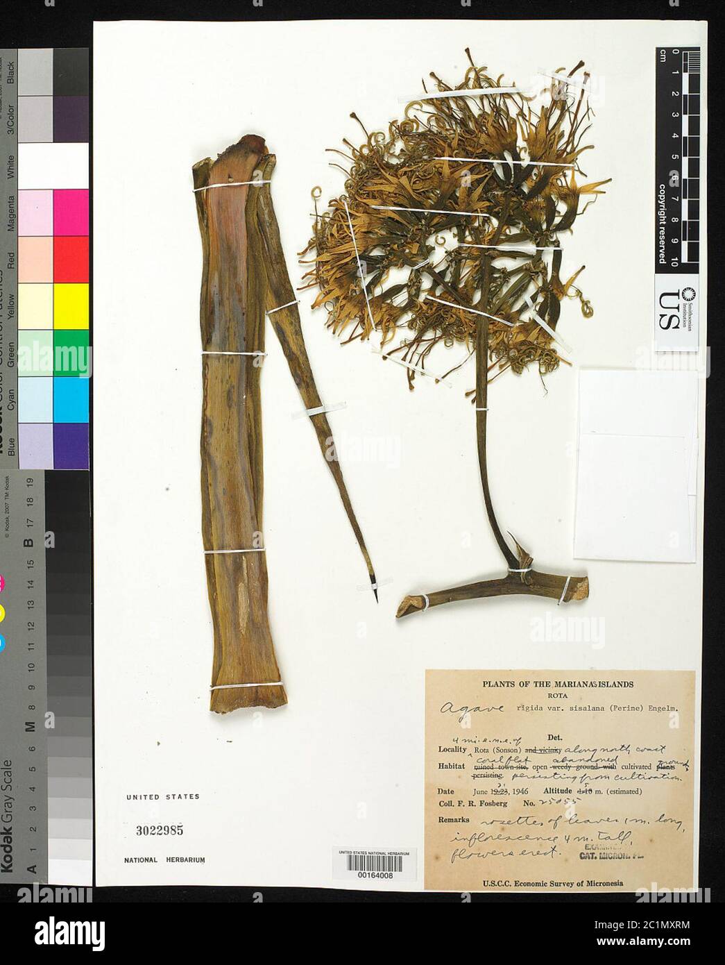 Agave Rigida Var Sisalana High Resolution Stock Photography and Images ...