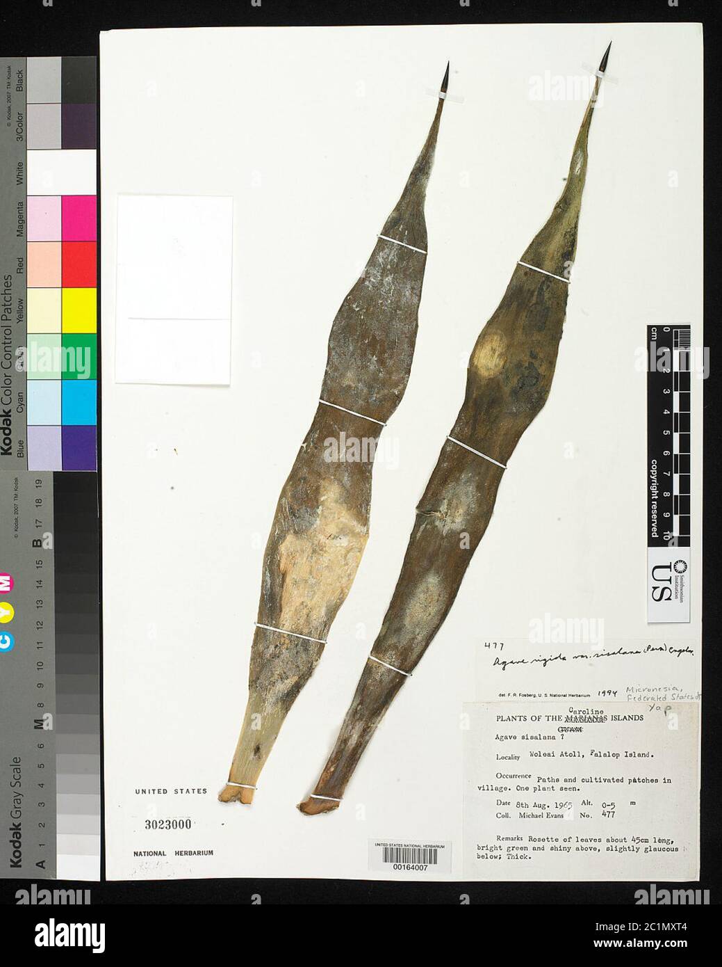 Agave rigida var sisalana hi-res stock photography and images - Alamy