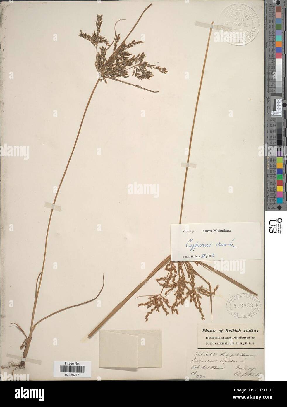 Cyperus iria hi-res stock photography and images - Alamy