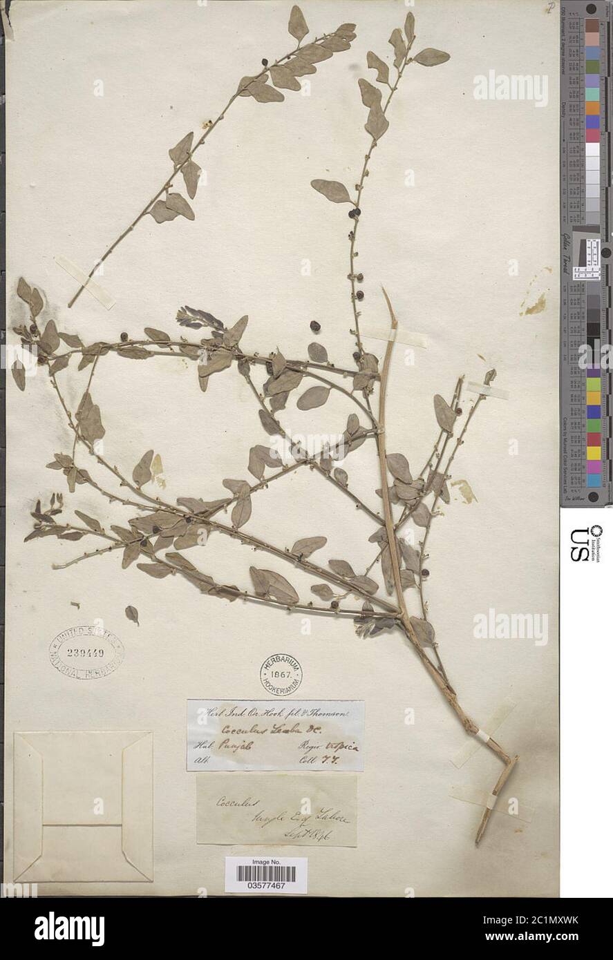 Cocculus pendulus JR Forst G Forst Diels Cocculus pendulus JR Forst G ...