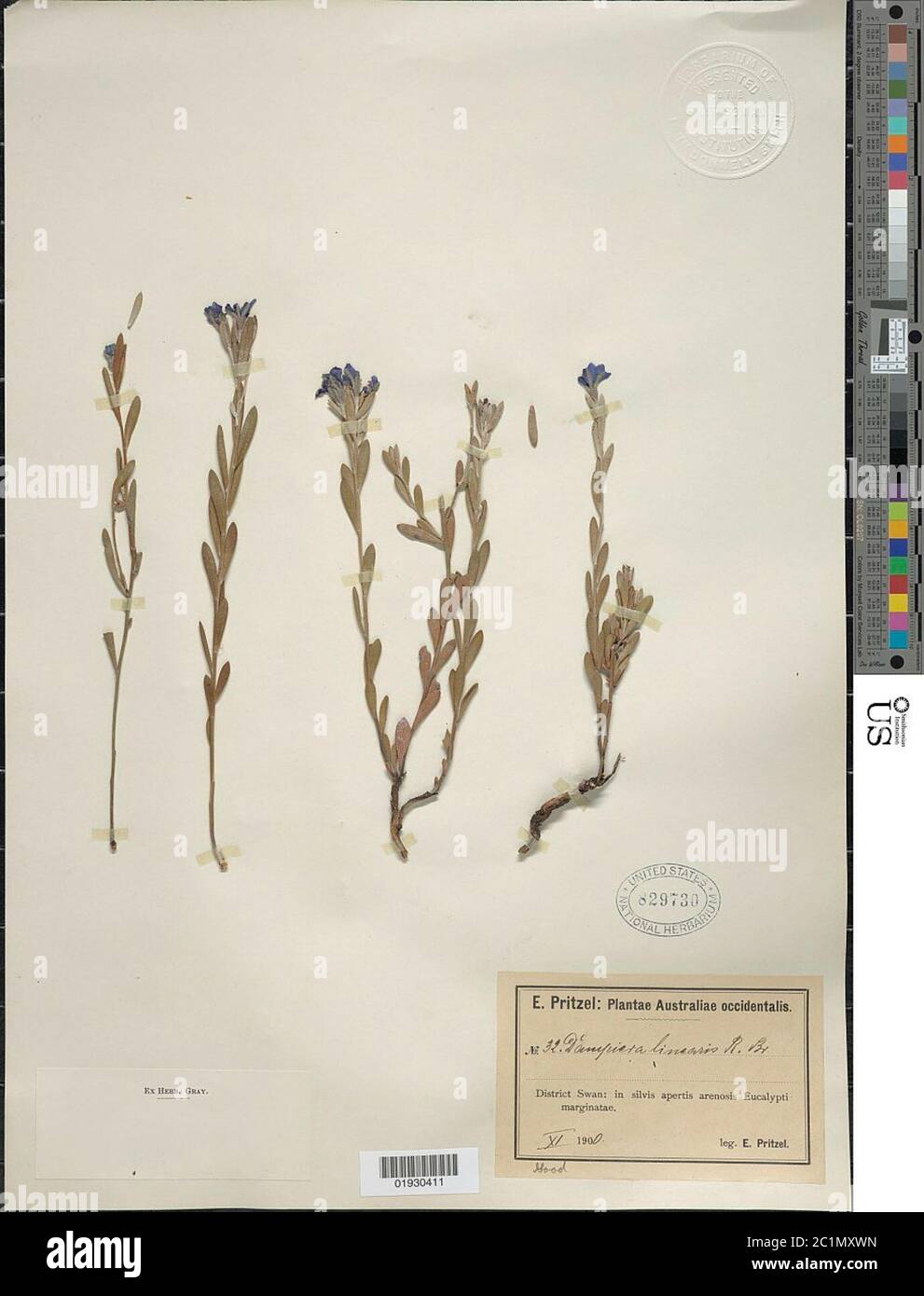 Dampiera linearis Aiton Dampiera linearis Aiton Stock Photo - Alamy