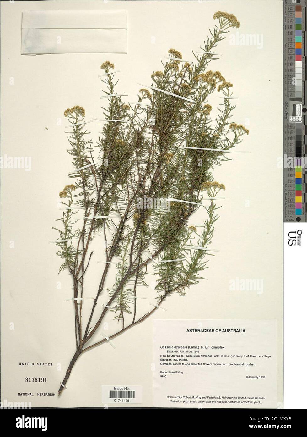 Cassinia aculeata Aiton Cassinia aculeata Aiton Stock Photo - Alamy