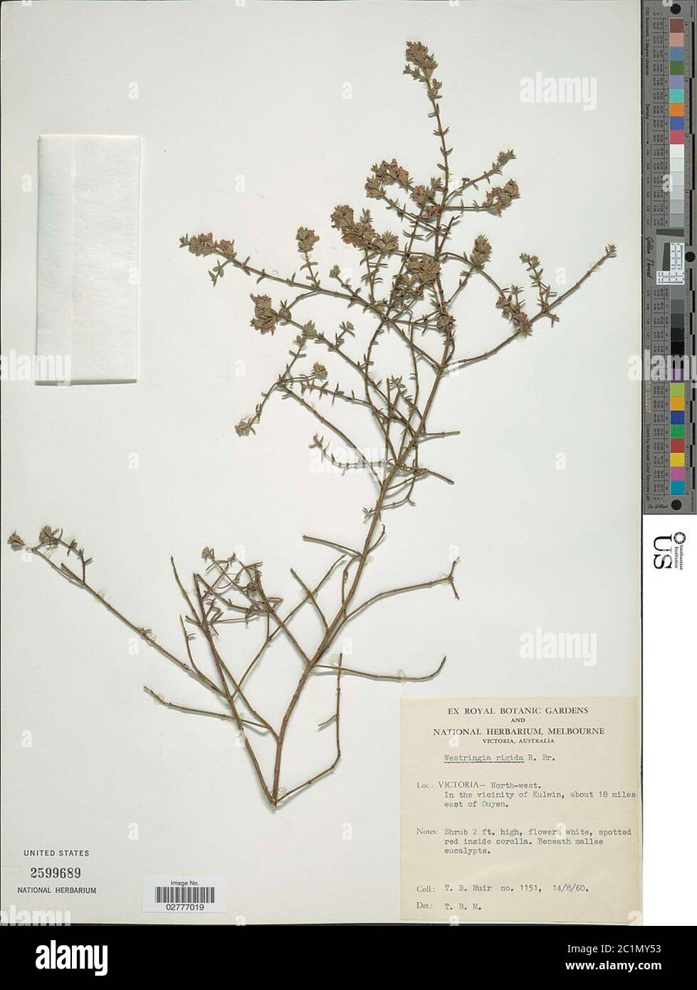 Westringia rigida Aiton Westringia rigida Aiton Stock Photo - Alamy