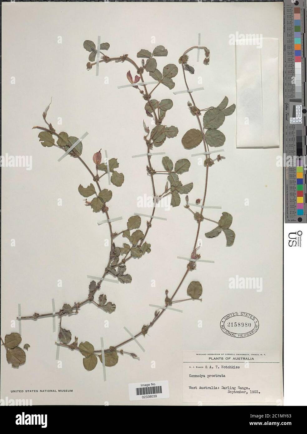 Kennedia prostrata Aiton Kennedia prostrata Aiton Stock Photo - Alamy