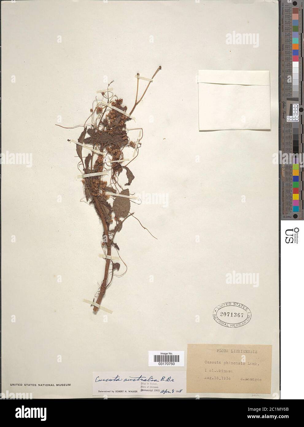 Cuscuta australis hi-res stock photography and images - Alamy