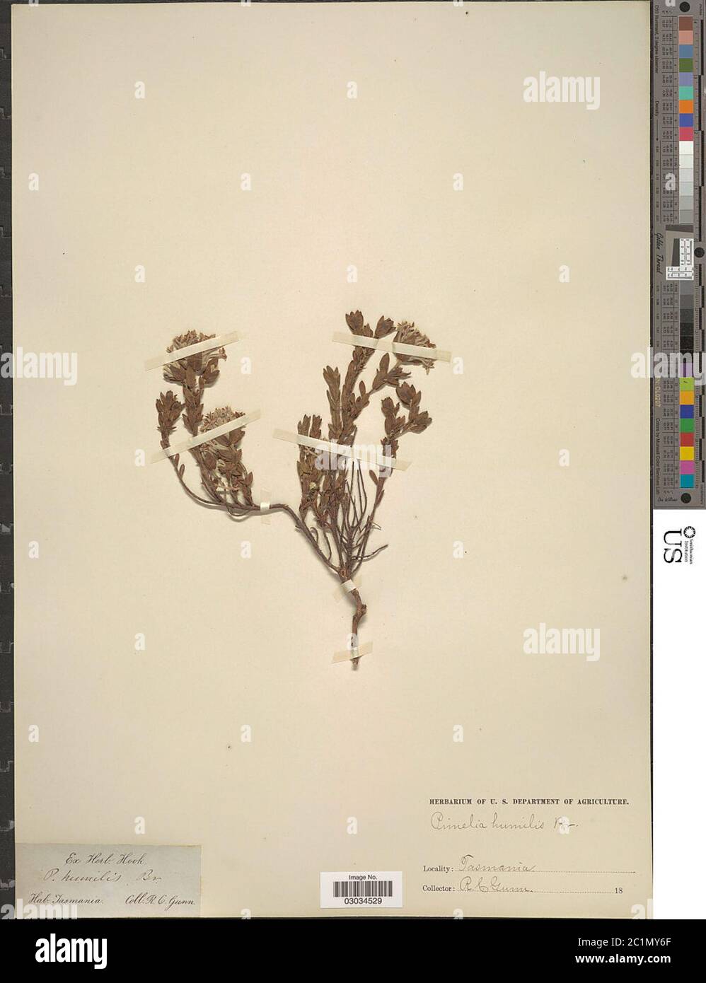 Pimelea humilis hi-res stock photography and images - Alamy