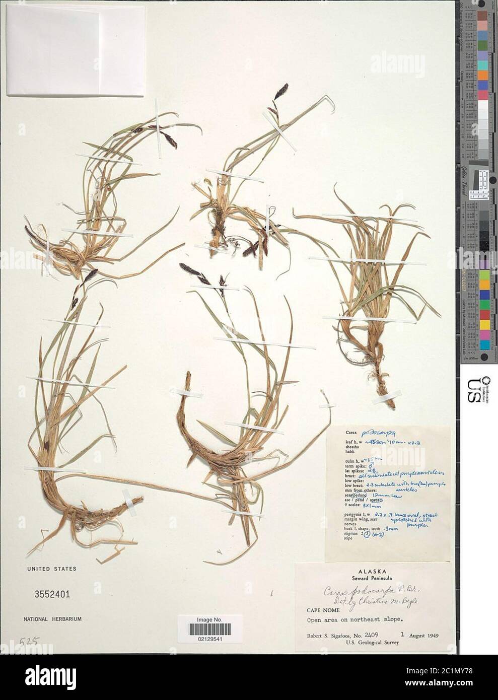 Carex podocarpa Aiton Carex podocarpa Aiton Stock Photo - Alamy