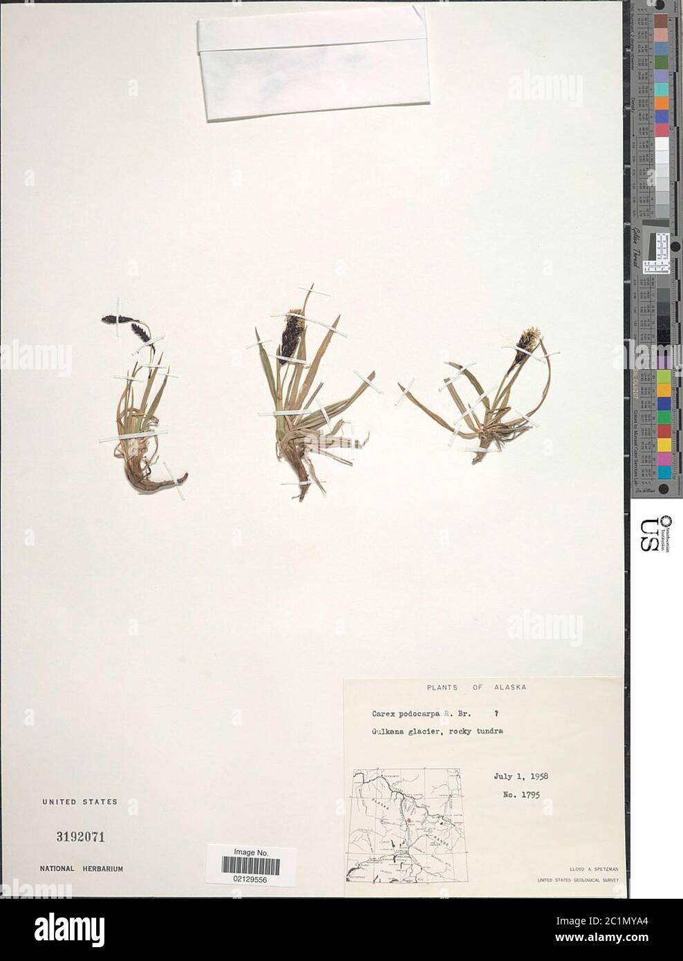 Carex podocarpa Aiton Carex podocarpa Aiton Stock Photo - Alamy