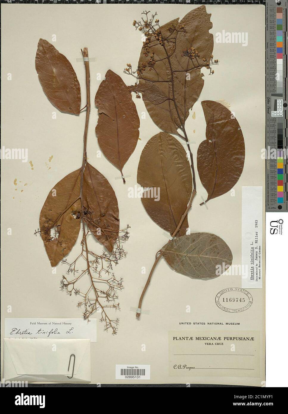 Ehretia tinifolia hi-res stock photography and images - Alamy