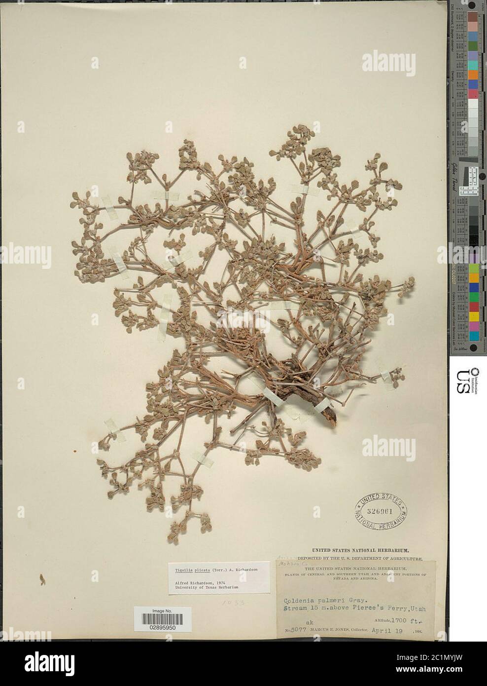 Tiquilia hi-res stock photography and images - Alamy