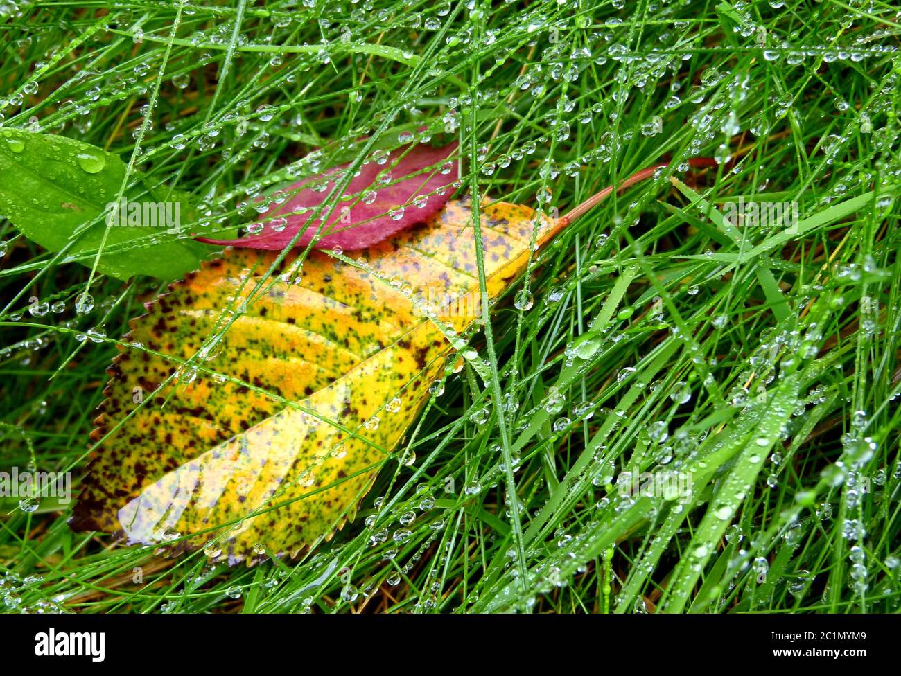 Wetbladesofgrass hi-res stock photography and images - Alamy