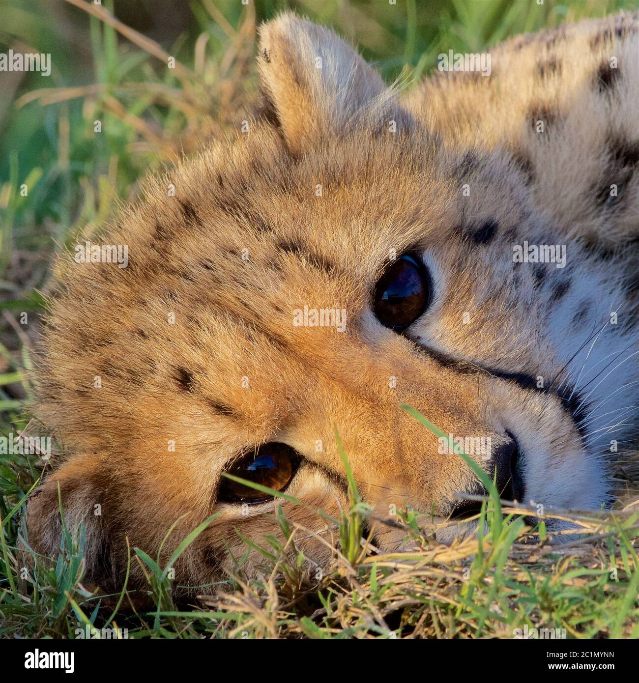 Young Cheetah relaxing Stock Photo - Alamy