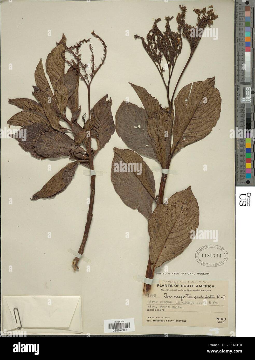 Tournefortia undulata Benth Tournefortia undulata Benth Stock Photo - Alamy